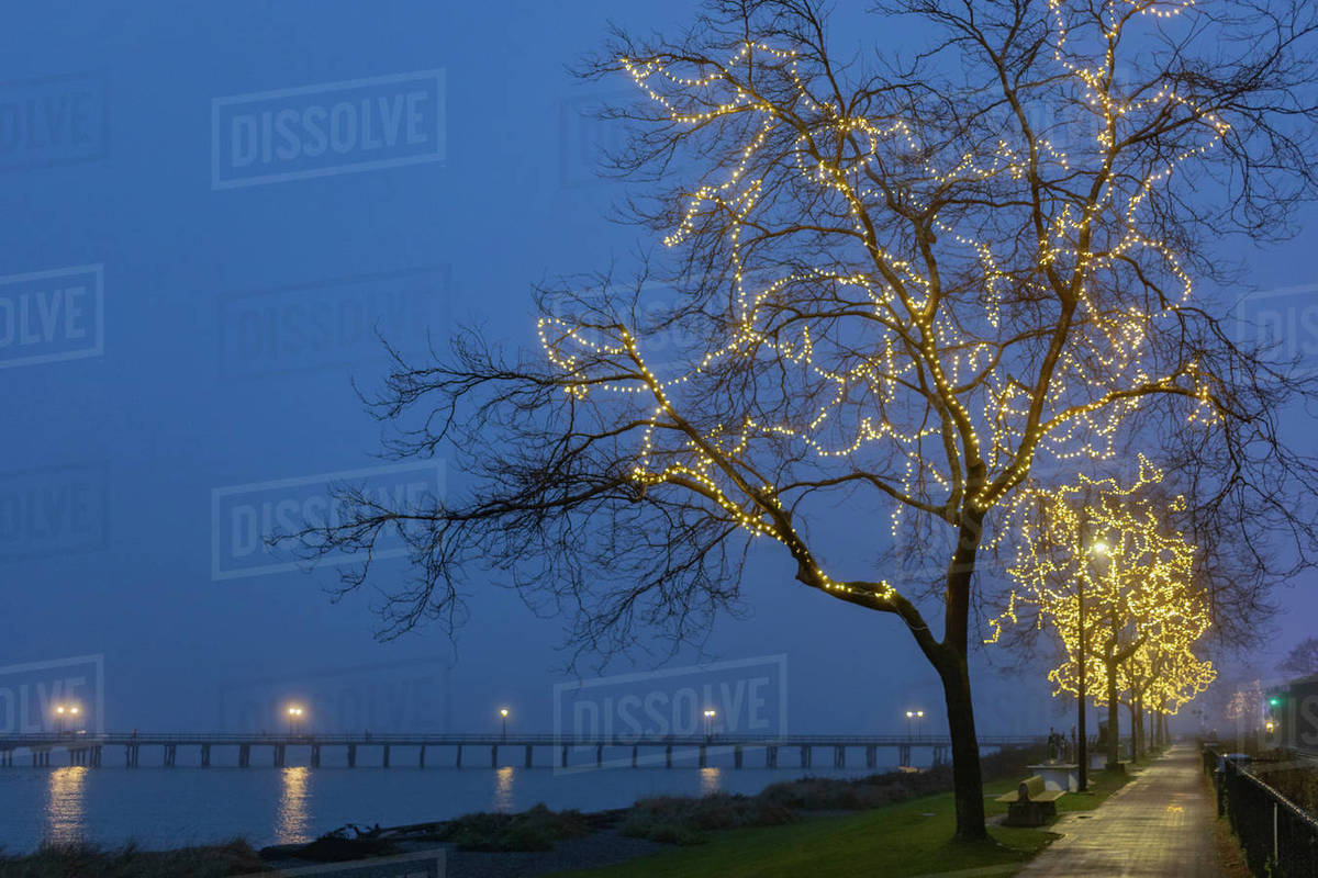 Trees lit up at night along the White Rock Promenade with the glowing ...