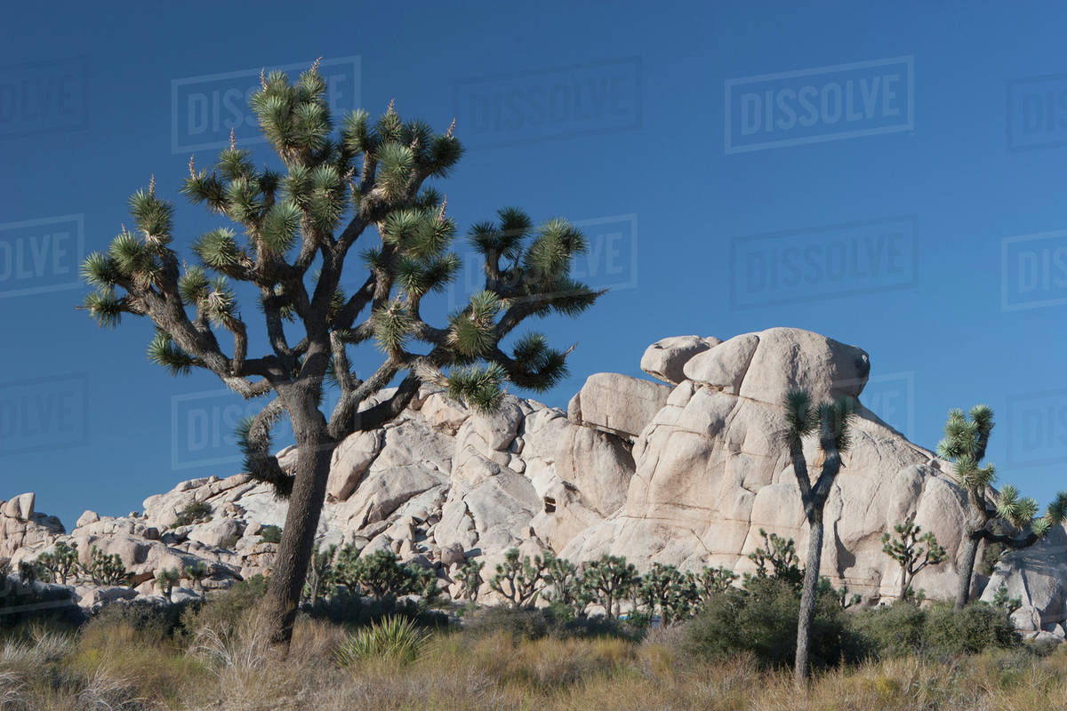 Yucca Trees In Desert With Rounded Rock Formation In Distance With Blue ...