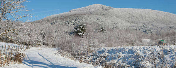 A snow covered road lined with leafless trees in winter; Brome Lake ...