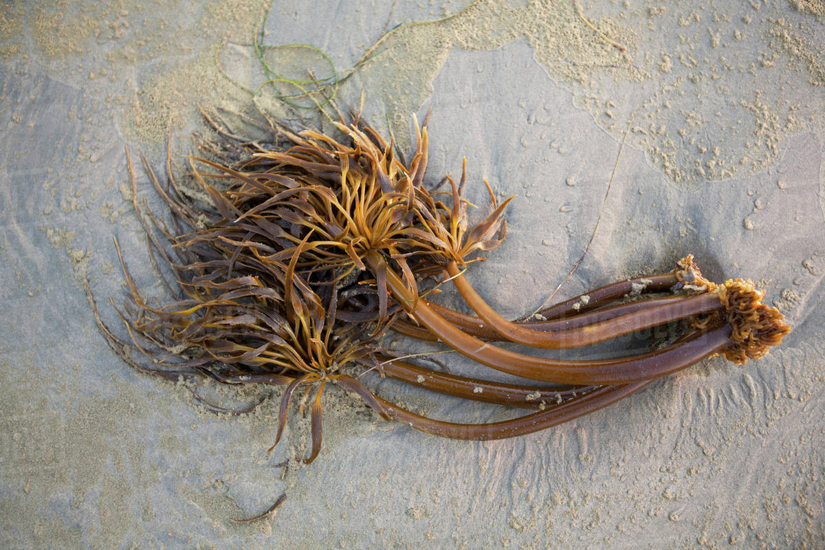 Bull Kelp Seaweed Washed Up On Wickaninnish Beach In Pacific Rim ...