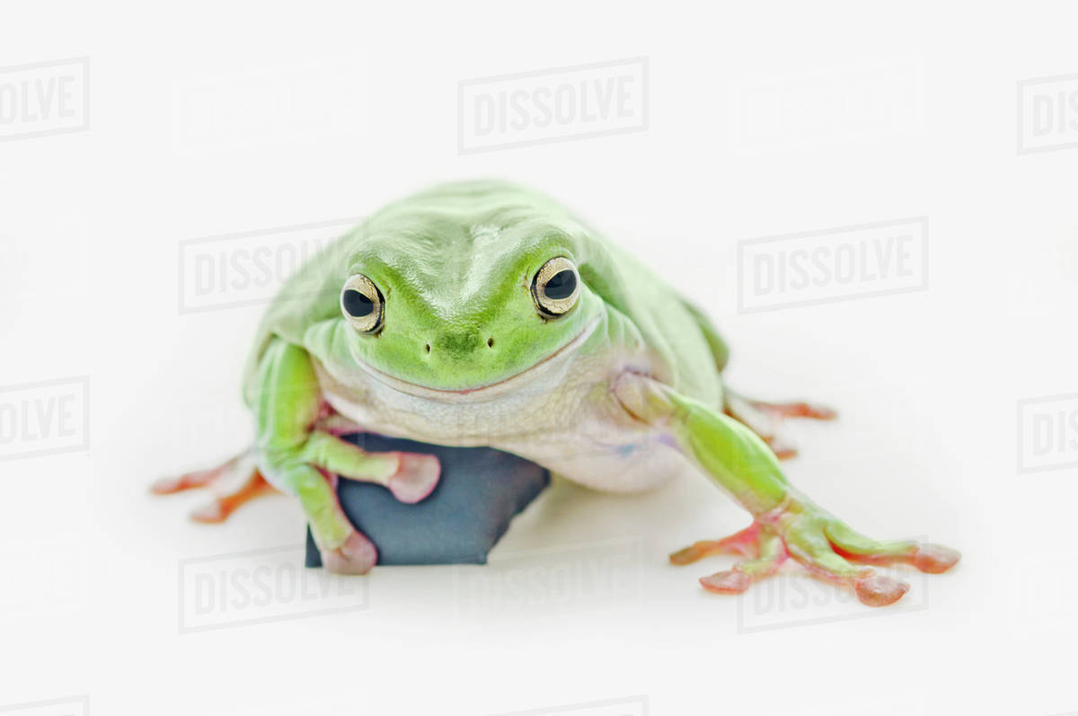 Fat Green Tree Frog On A White Background - Stock Photo - Dissolve
