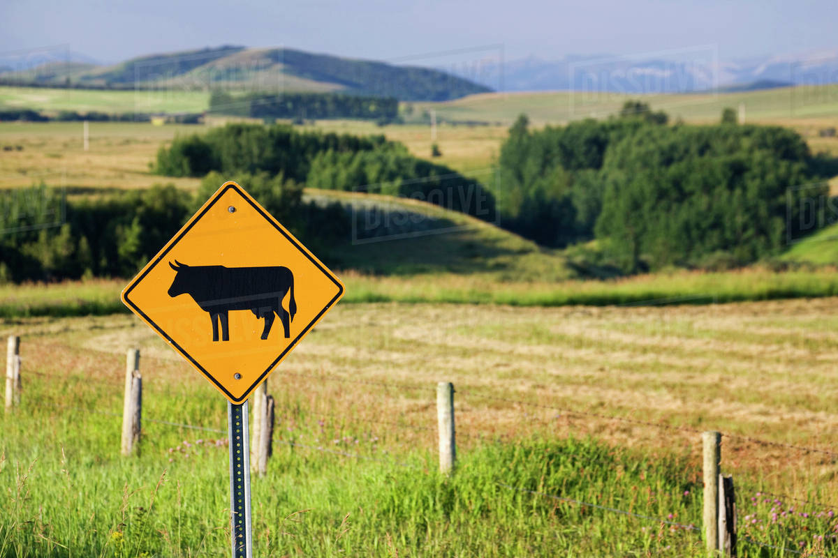 Cattle Road Sign With Fields And Rolling Hills In The Background ...