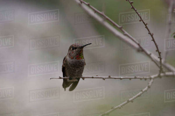 Close Up Of A Hummingbird On A Tree Branch; Palm Springs, California ...