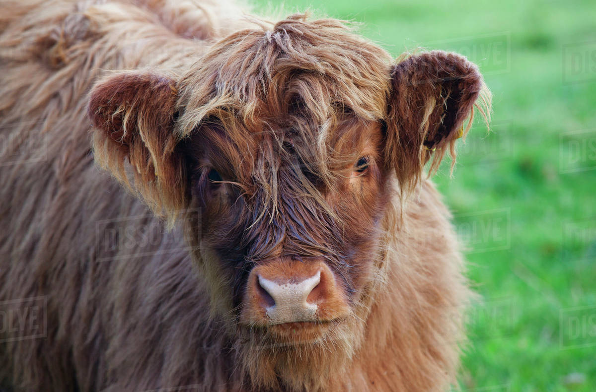 Young Yak; Scottish Borders, Scotland - Royalty-free Stock Photo | Dissolve