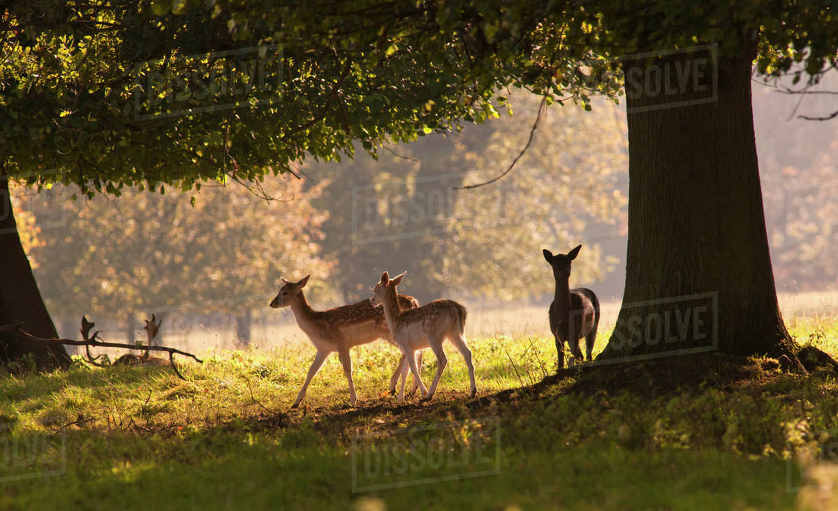 Deer Standing Under A Tree; North Yorkshire, England - Royalty-free ...