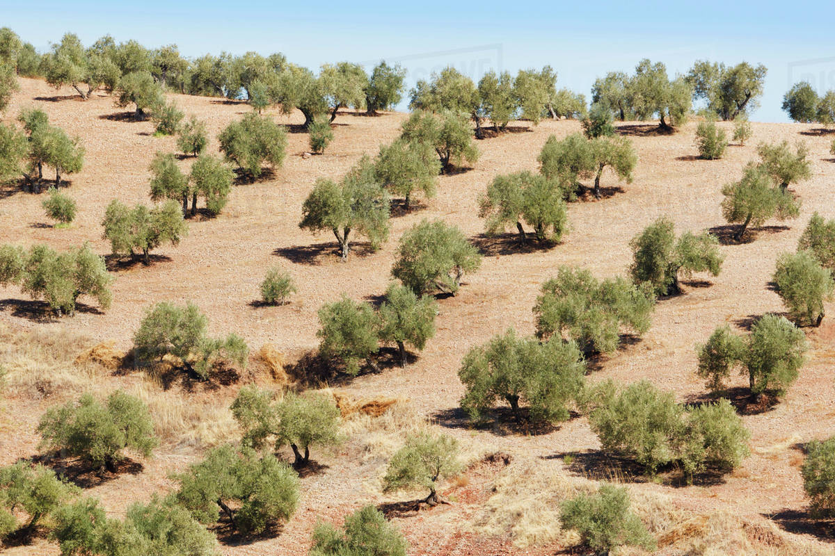 Olive Trees; Montoro, Cordoba Province, Andalusia, Spain - Stock Photo ...