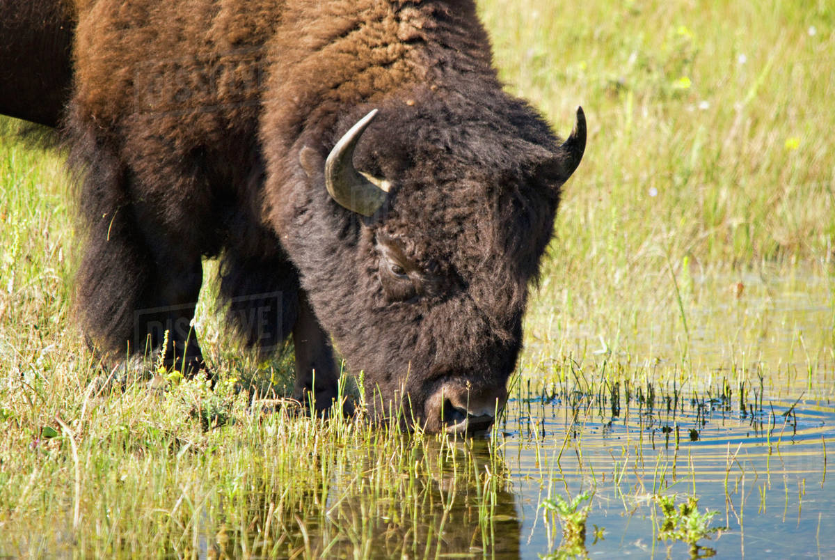 Close Up Of Bison Drinking In Waterton Lakes National Park; Alberta ...