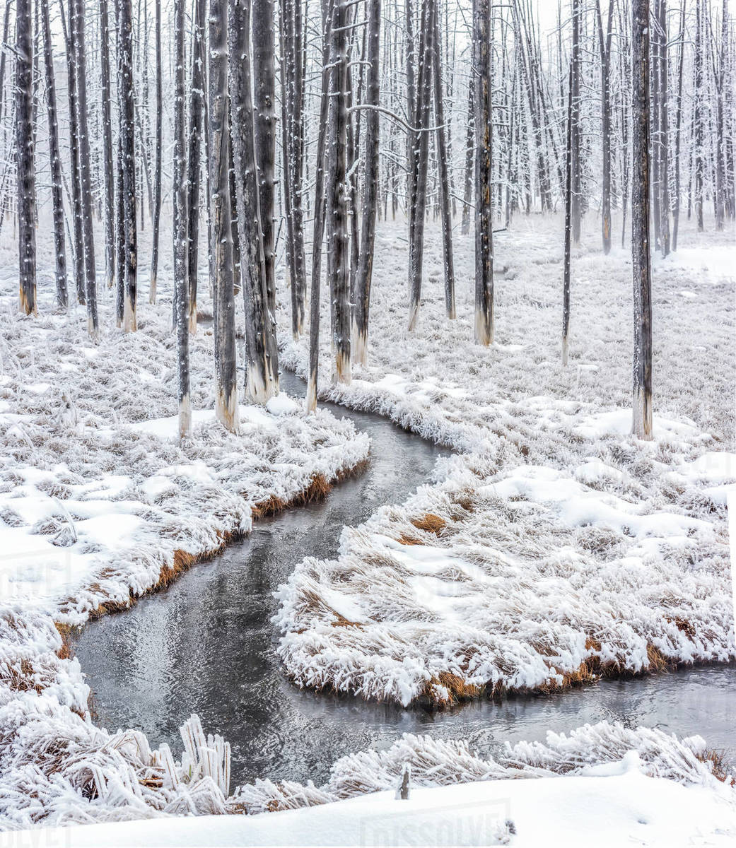 Dead lodgepole pine trees (Pinus contorta) with a thermal runoff ...
