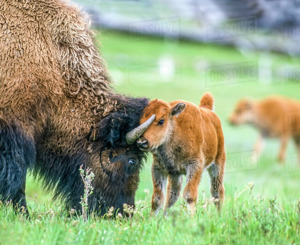 American bison cow (Bison bison) and calf bonding in a grassy field ...