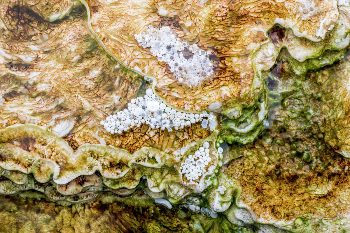 Detail of algae, thermophiles and mineral deposits from a thermal ...