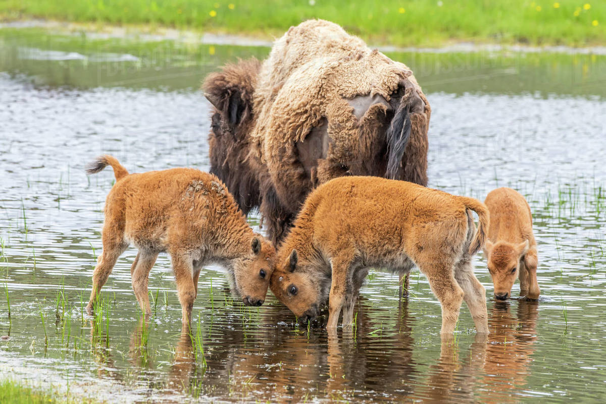 American bison cow (Bison bison) and three calves standing in the calm ...