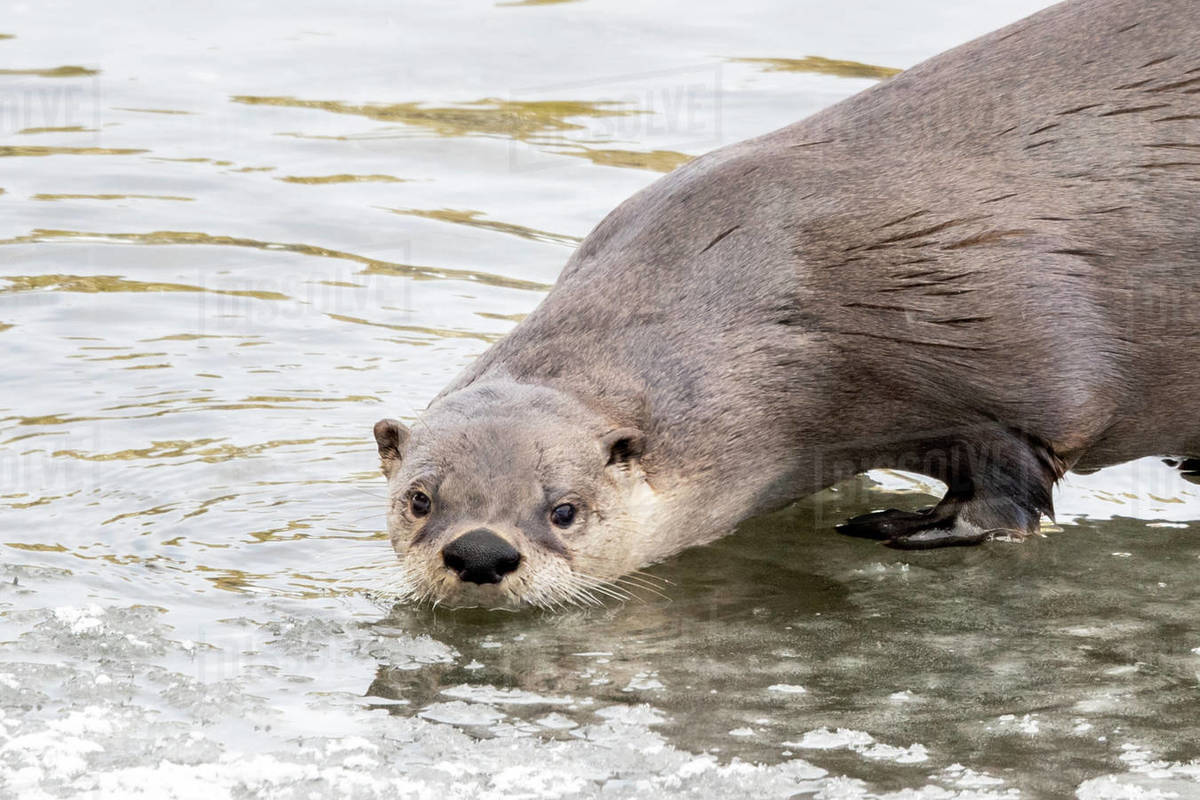 Portrait of a Northern river otter (Lutra canadensis) standing in the ...