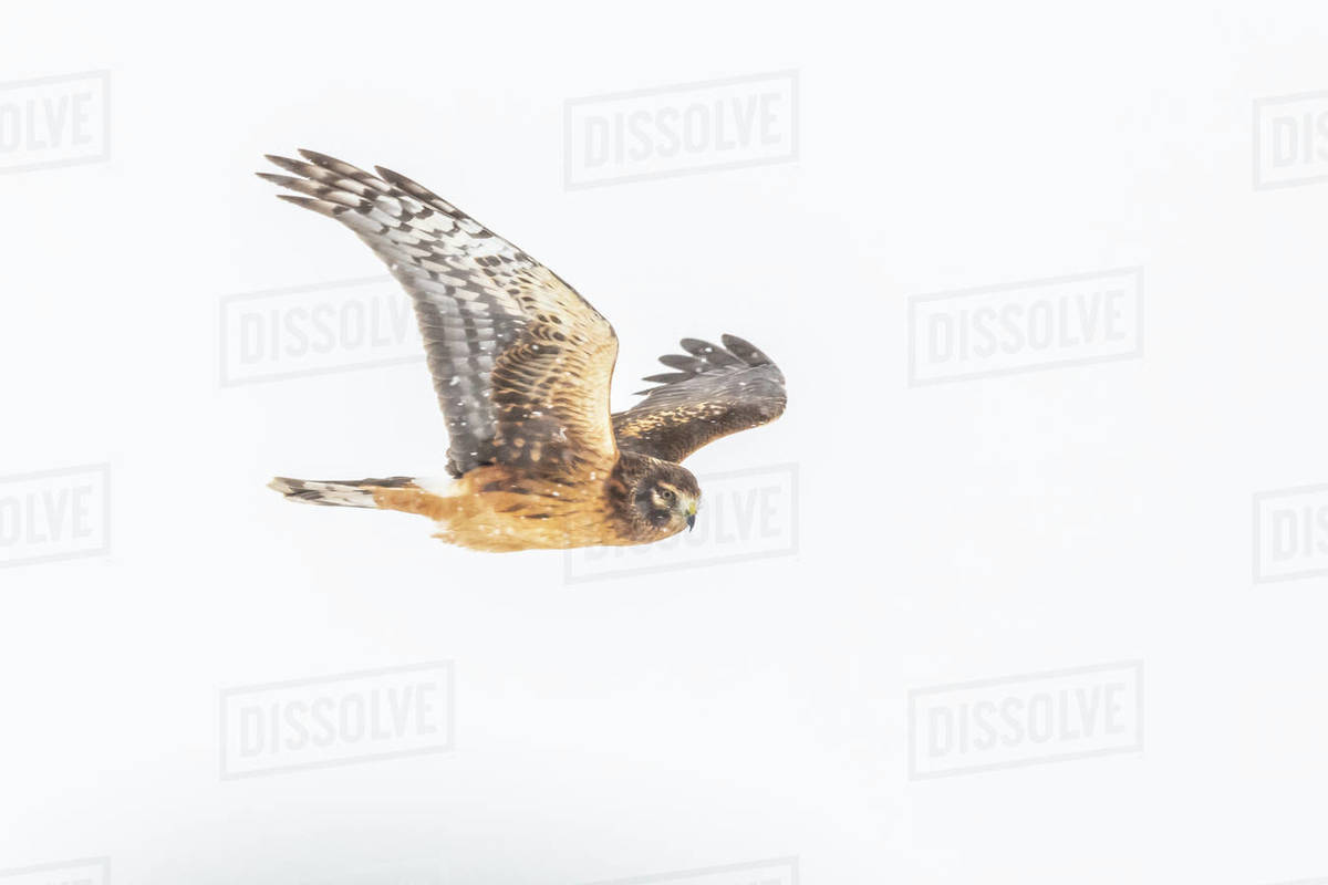 Harrier hawk (Circinae) flying with wings in upward flap; Montana ...