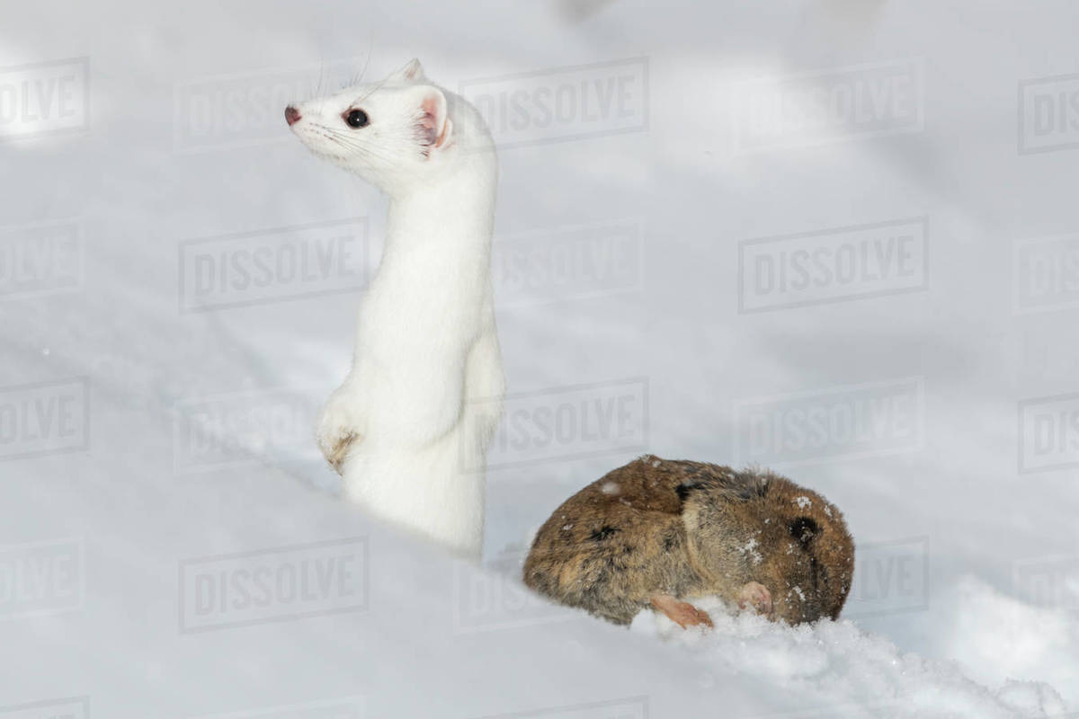A short-tailed weasel (Mustela erminea) camouflaged in its white winter ...