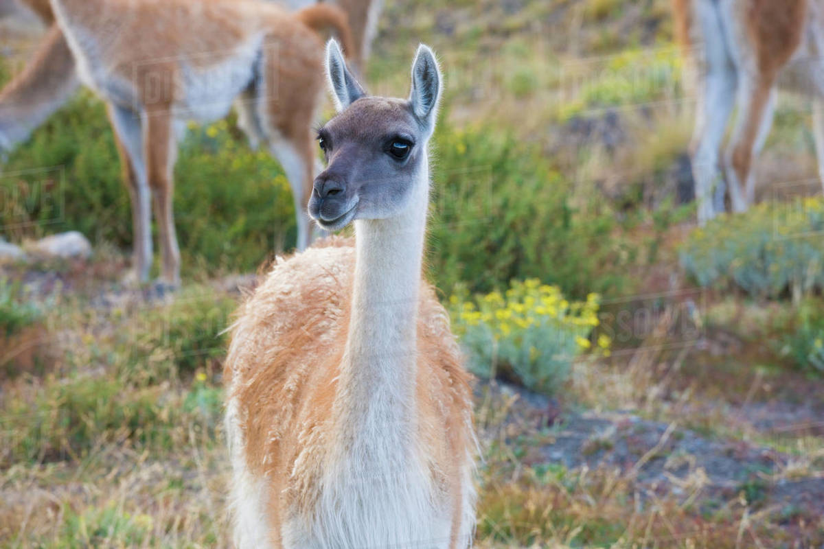 Guanaco (Lama Guanicoe) in Torres del Paine National Park; Patagonia ...