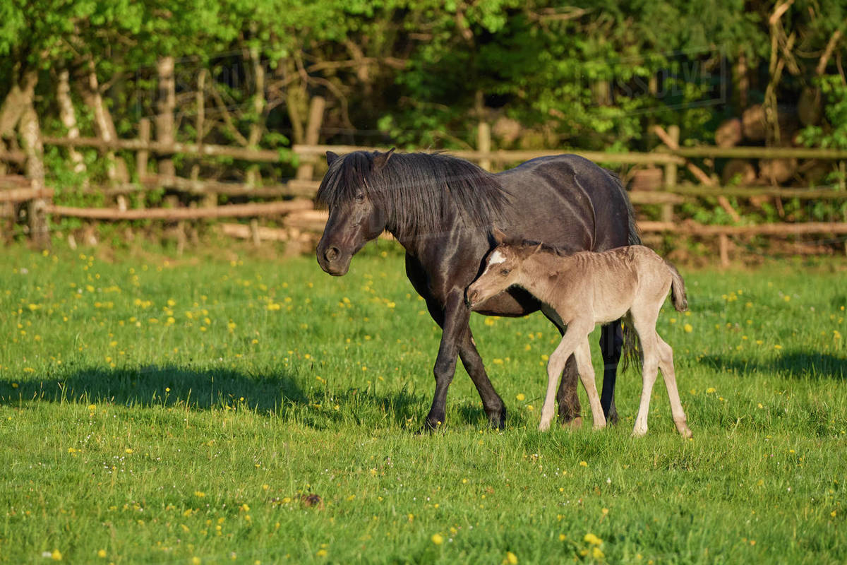Portrait of a foal with mare (Equus ferus caballus) walking side by ...