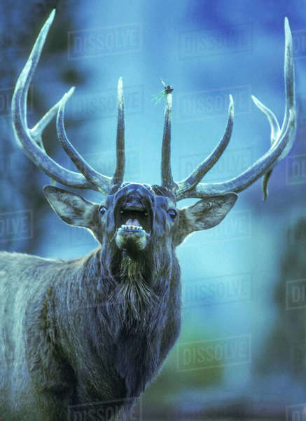 Close-up portrait of a bull elk (Cervus canadensis) exhibiting a ...