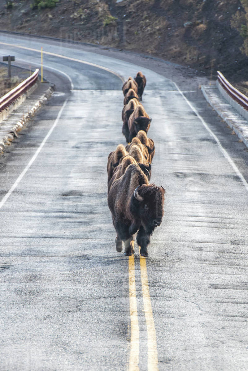 Herd of American Bison (Bison bison) walking in a row down the middle ...