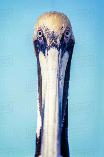 Close-up of the face of a Brown pelican (Pelecanus occidentalis ...