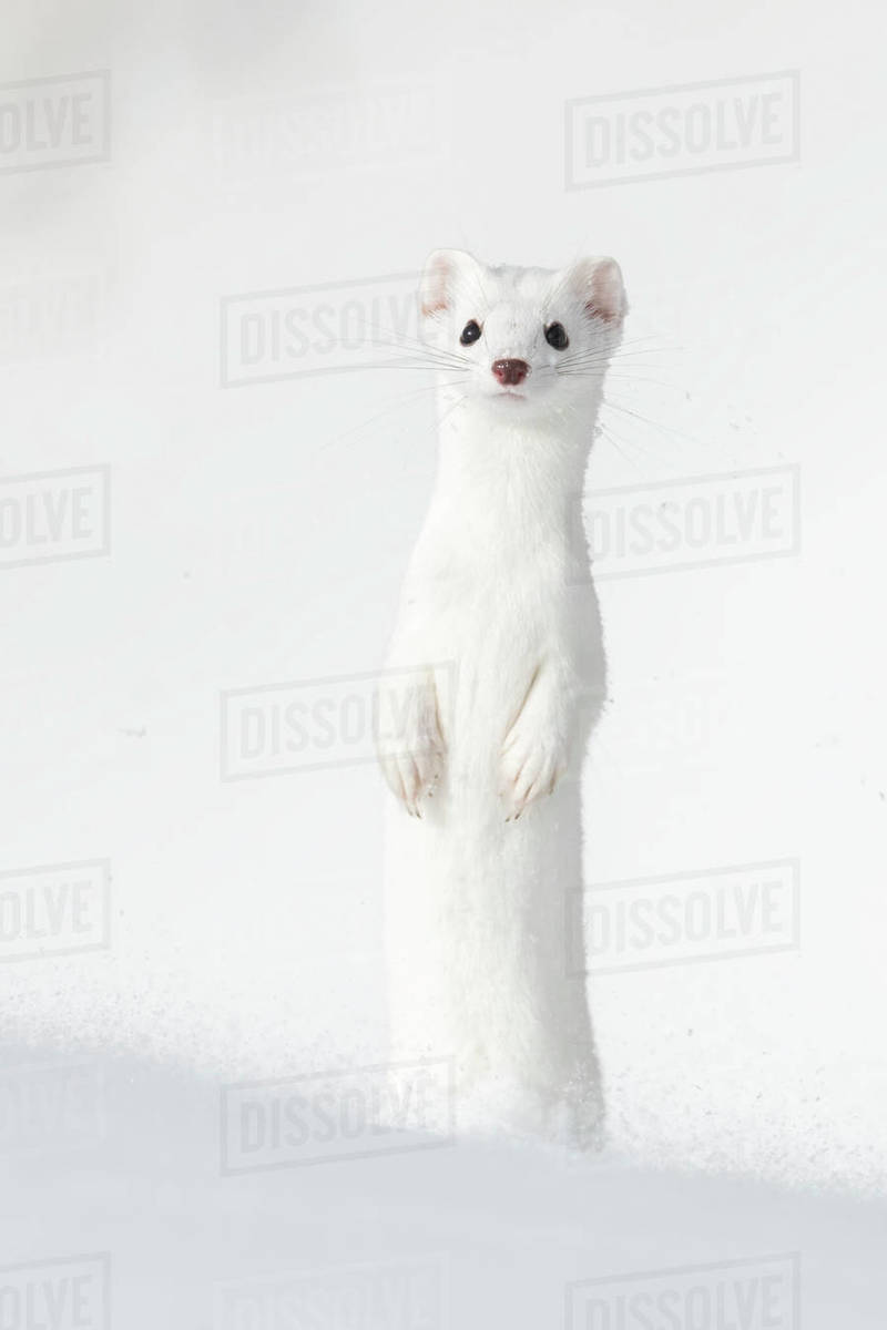 Close-up of a short-tailed weasel (Mustela erminea) standing in the ...