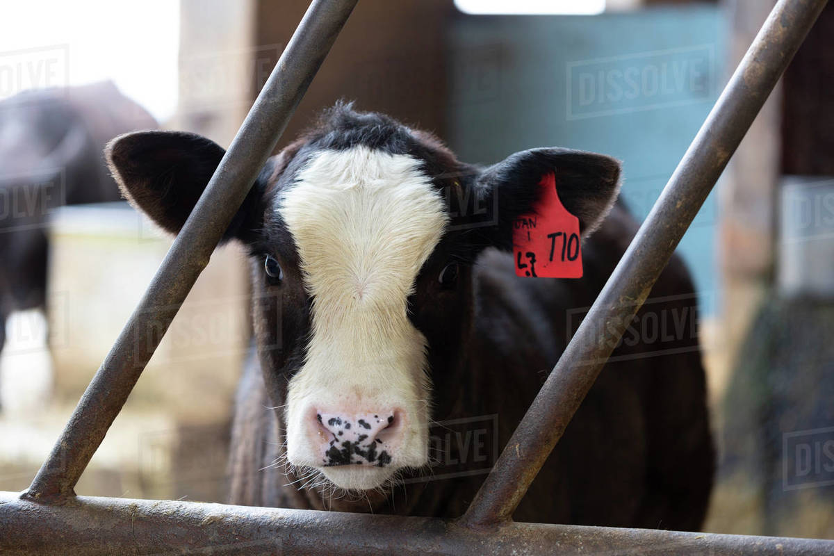 Cropped shot of a black and white cow standing in a farm during the day ...