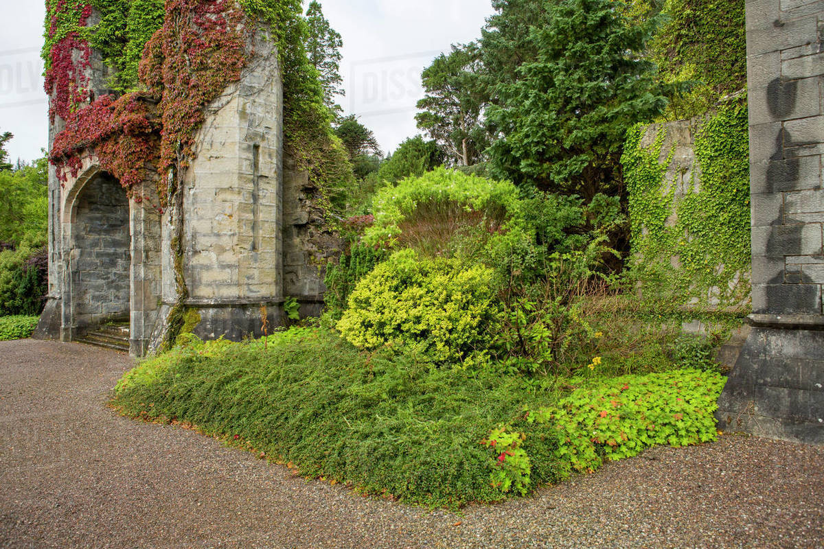 Ivy and greenery cover the Armadale Castle ruins, former home of the ...