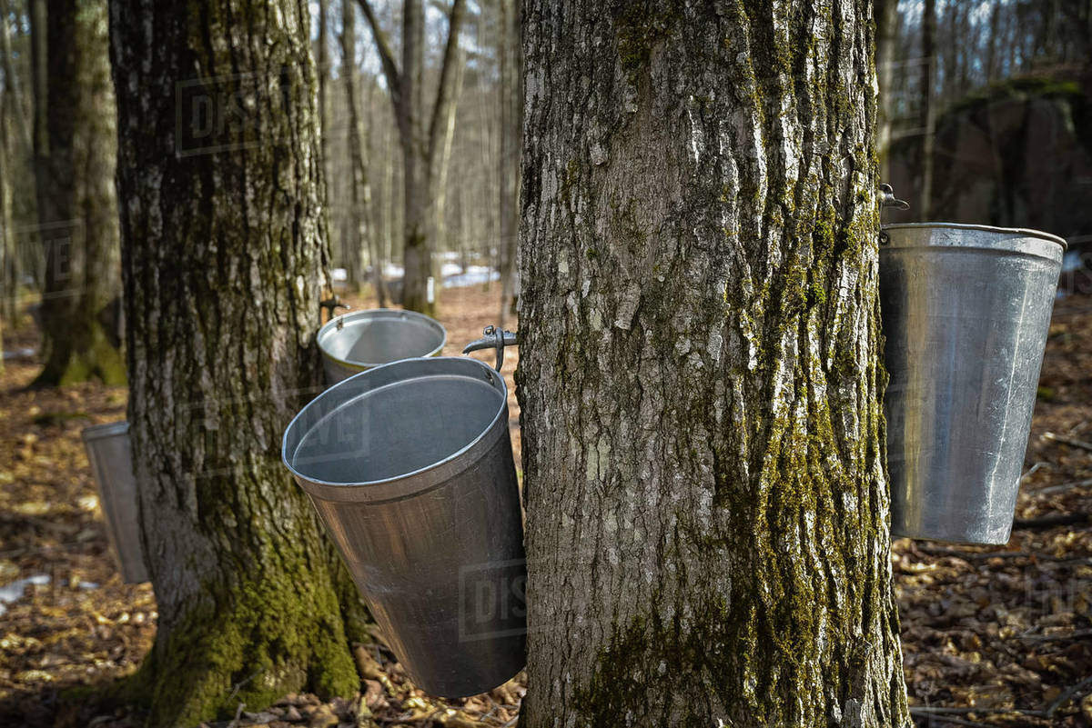 Buckets hanging from sugar maple tree trunks in a sugarbush, collecting ...