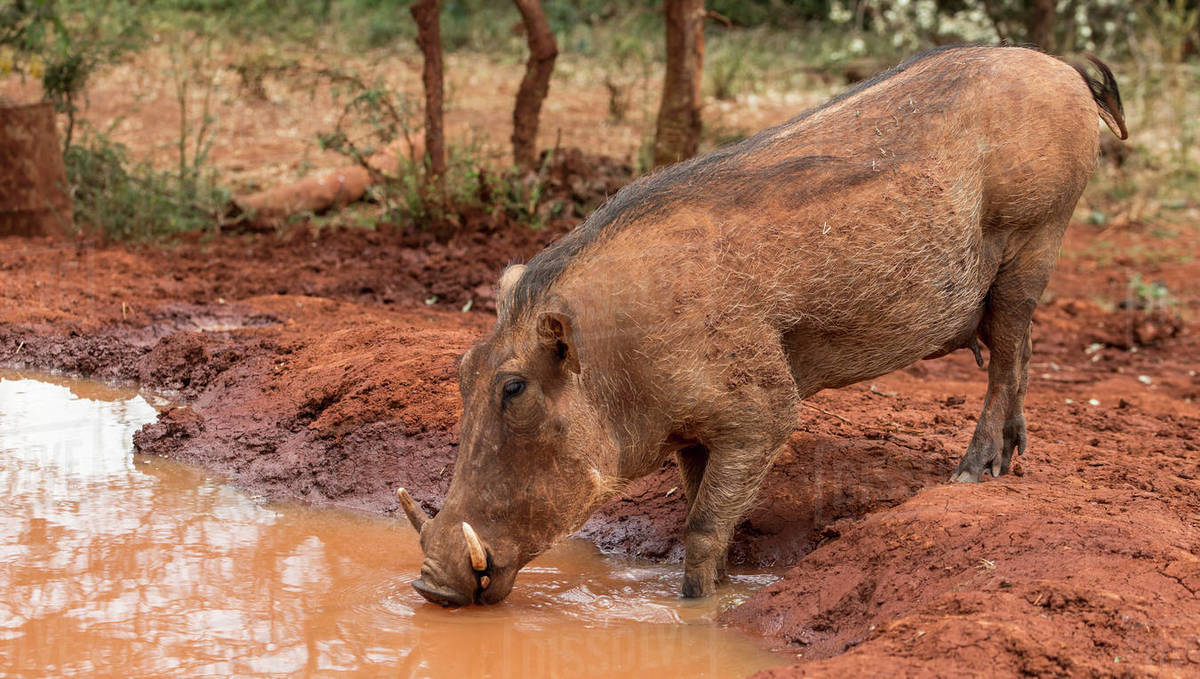Warthog (Phacochoerus africanus) drinking at a waterhole at the ...