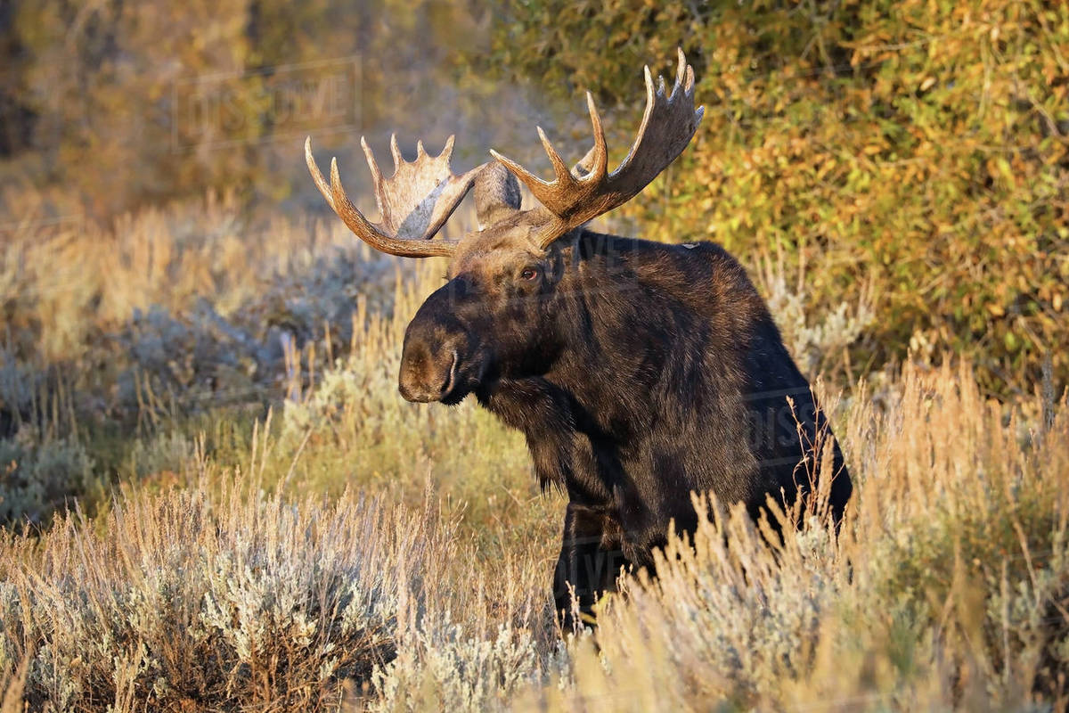 Bull Shiras moose (Alces alces shirasi) in a field of brush in autumn ...