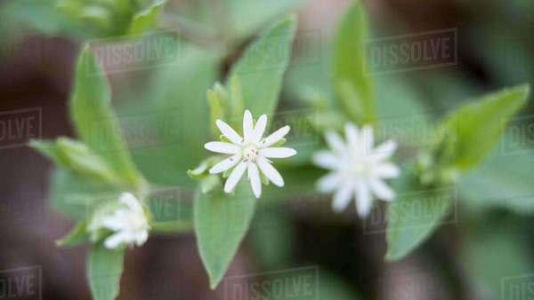 Star chickweed, Stellaria pubera, native to the eastern United States ...