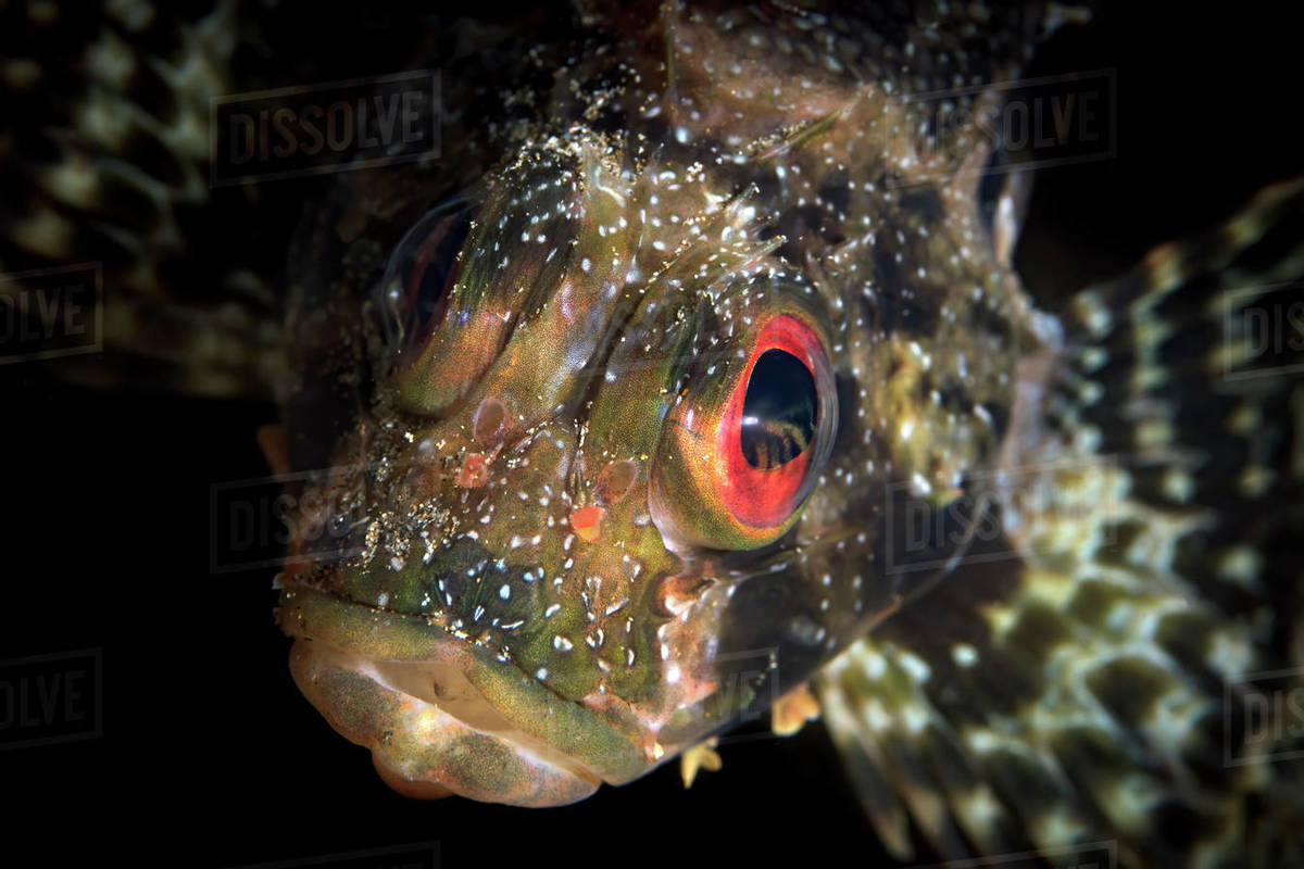 Close-up front view of endemic, Hawaiian Green Lionfish (Dendrochirus ...