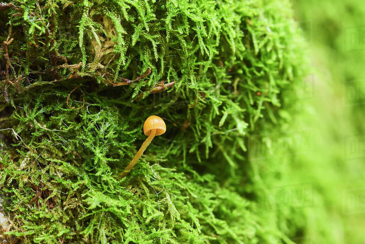 Little mushroom (Galerina vittiformis) growing in the moss at Nature ...