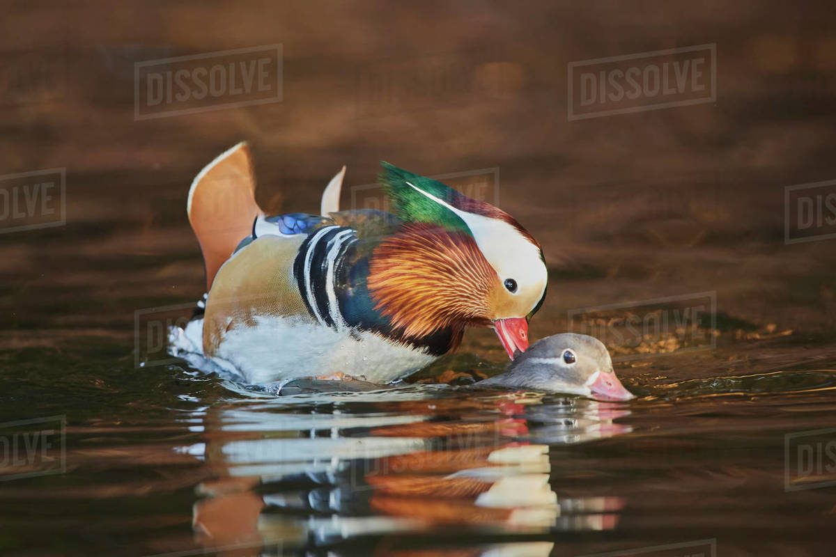 Mandarin duck (Aix galericulata) couple mating on a lake; Bavaria ...