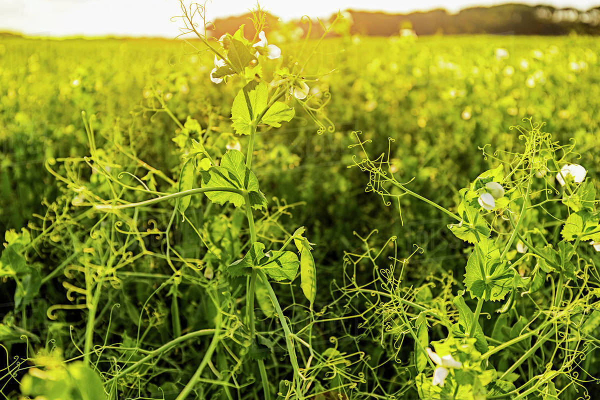 Field peas (Pisum sativum) flowering during the growing season; Alberta ...