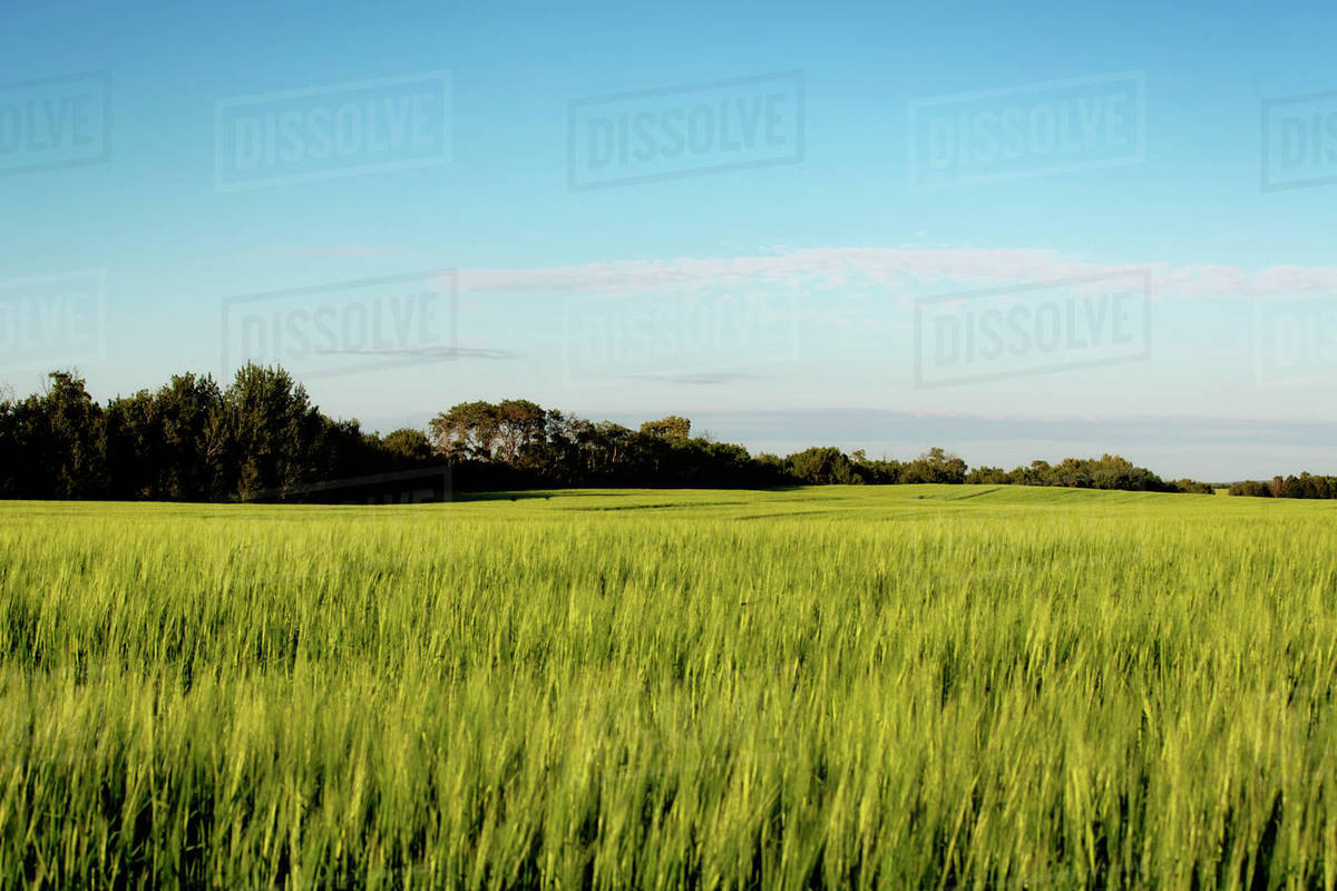 Barley crop (Hordeum distichum) during the summer growing months on the ...
