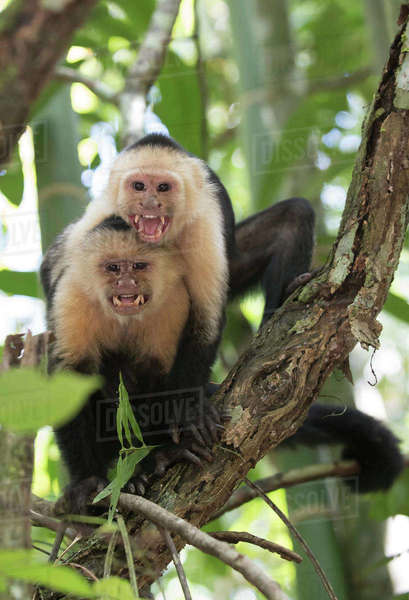 Close-up of two, white-headed capuchin monkeys (Cebus capucinus) baring ...