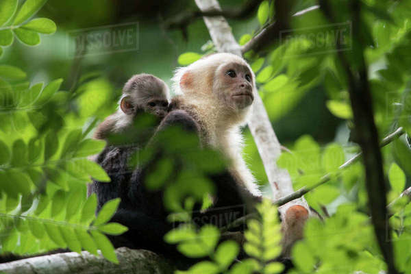 A White-headed capuchin monkey (Cebus sp.) mother and baby climb a tree ...