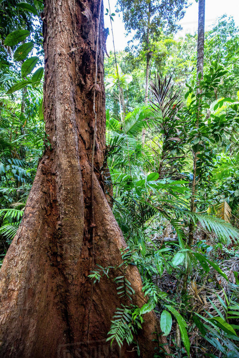 Tree with buttress roots in the Daintree Rainforest of Queensland ...