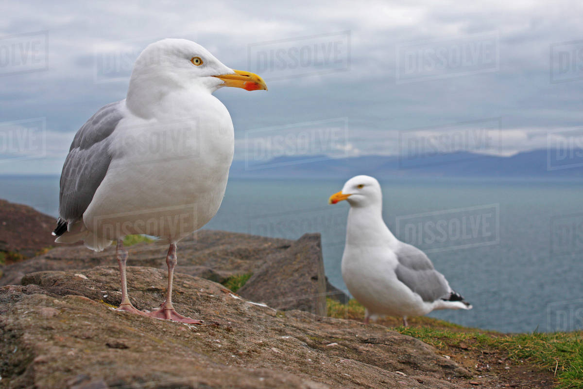 Seagulls On Slea Head On The Dingle Peninsula; County Kerry, Munster ...
