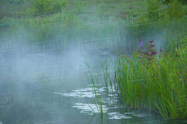 Pond With Reeds And Wildflowers, Ontario - Royalty-free Stock Photo ...