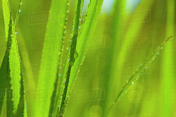 Organic Recycling, Kitchen Compost Pail - Royalty-free Stock Photo ...