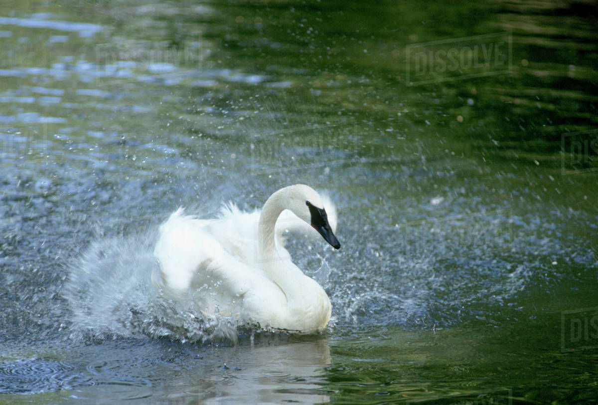 Trumpeter Swan (Cygnus Buccinator), Bathing And Splashing; Endangered ...