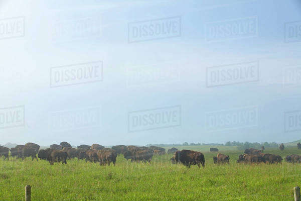 Herd Of Domesticated Bison, Saskatchewan, Canada - Royalty-free Stock ...