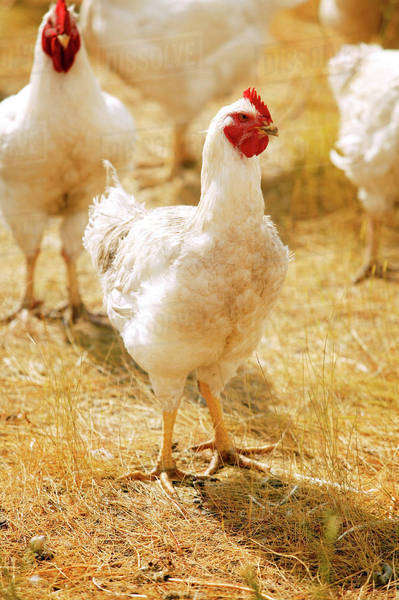 Domestic Free-Range Chickens, Saskatchewan, Canada - Royalty-free Stock ...