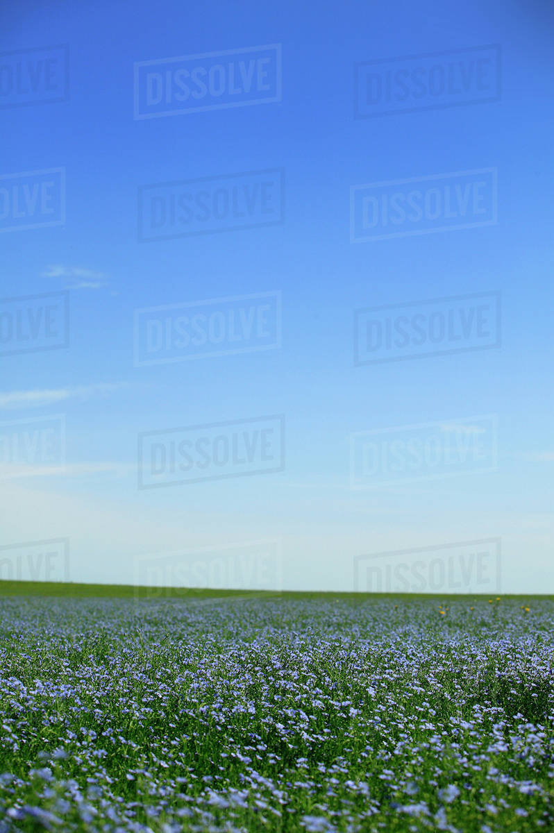 Flax Field In Bloom, Saskatchewan, Canada - Royalty-free Stock Photo ...