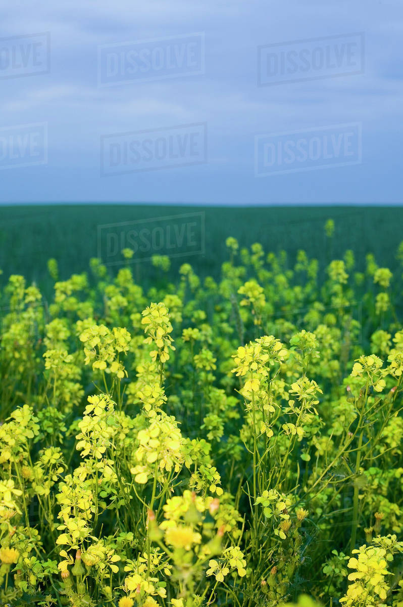 Canola In Bloom, Saskatchewan, Canada. - Stock Photo - Dissolve