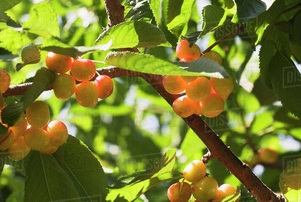 Rainier Cherries, A Hybrid Between Bing And Van Cherries, Okanagan ...