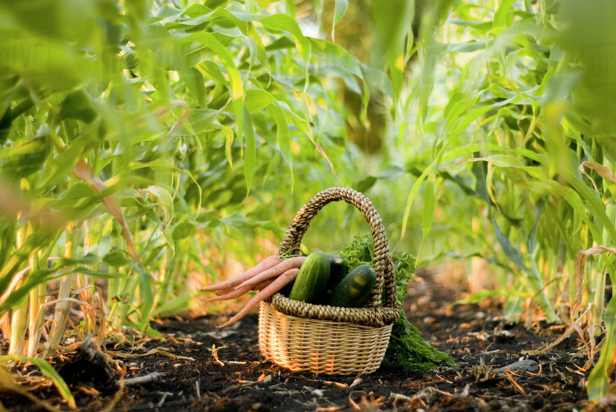Basket Of Organic Vegetables In Rows Of Corn, Organic Garden, Manitoba ...
