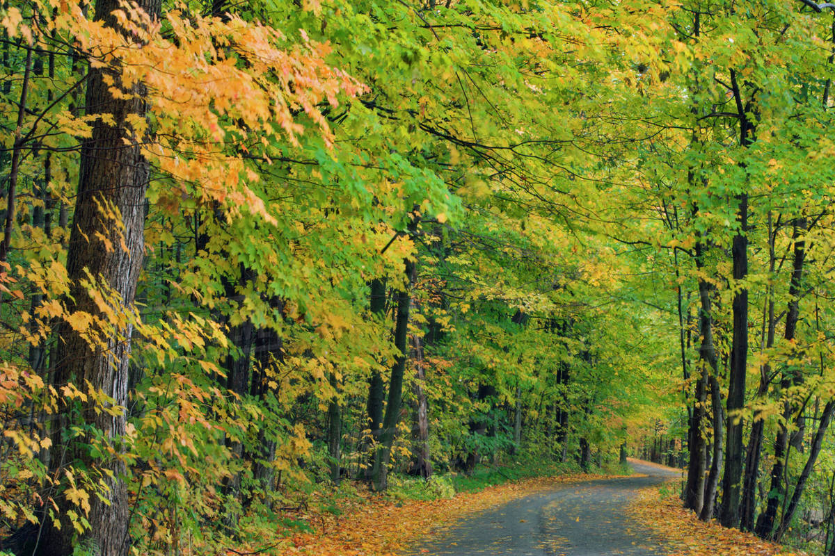 Sulphur Spring Road - Pelham, Ontario, Canada - Stock Photo - Dissolve