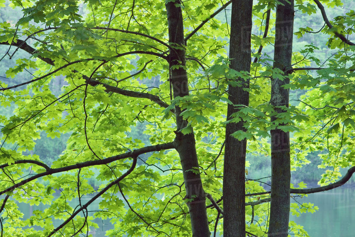 Maple Trees At Dufferin Island Nature Park - Niagara Falls, Ontario ...
